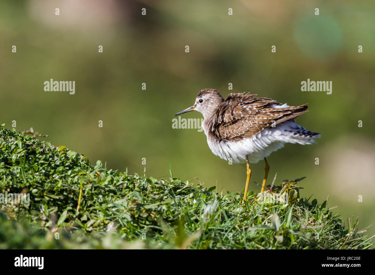 wood sandpiper (Tringa glareola) on green grass Stock Photo - Alamy