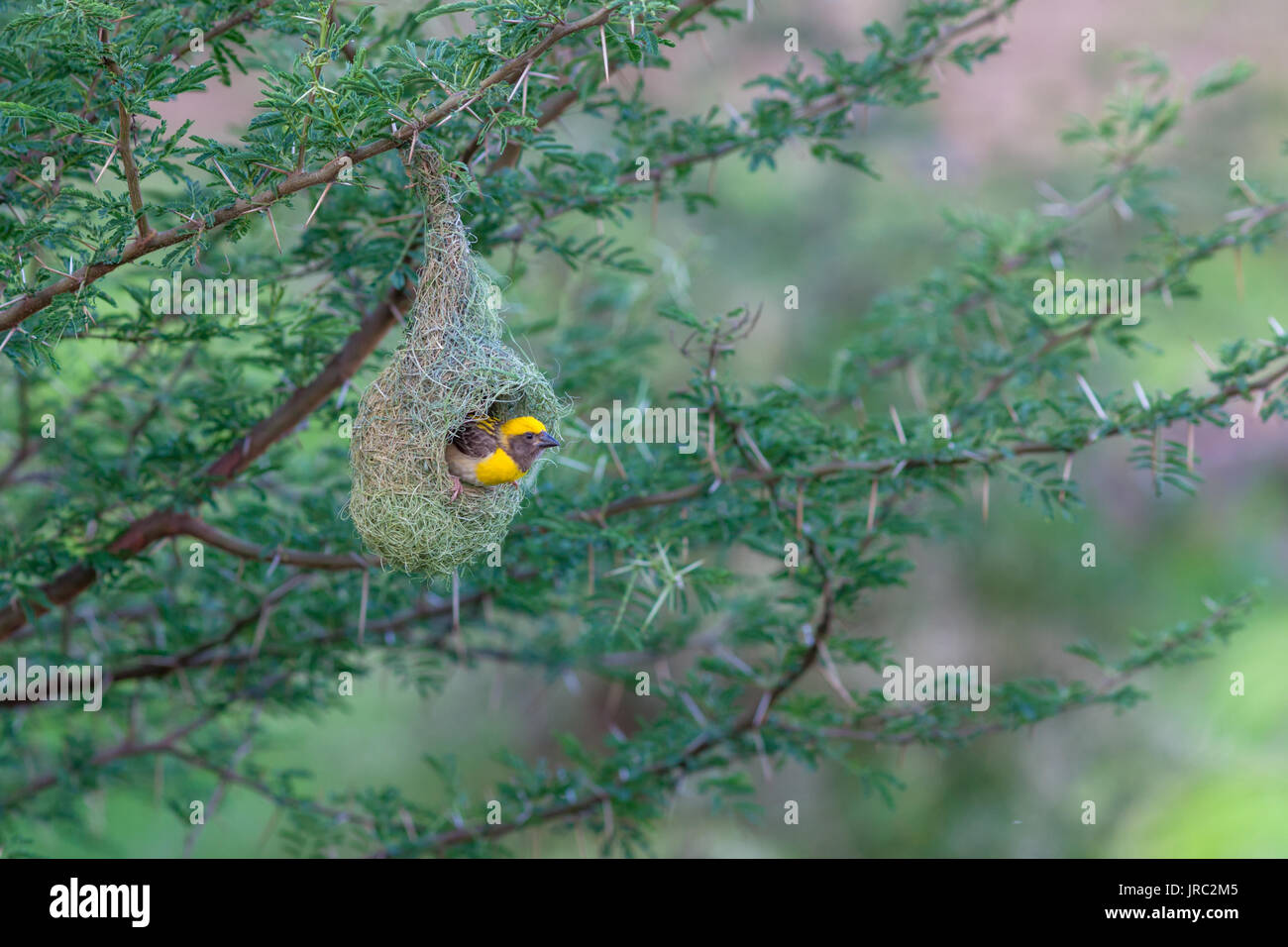 baya weaver (Ploceus philippinus) weaving its nest Stock Photo - Alamy