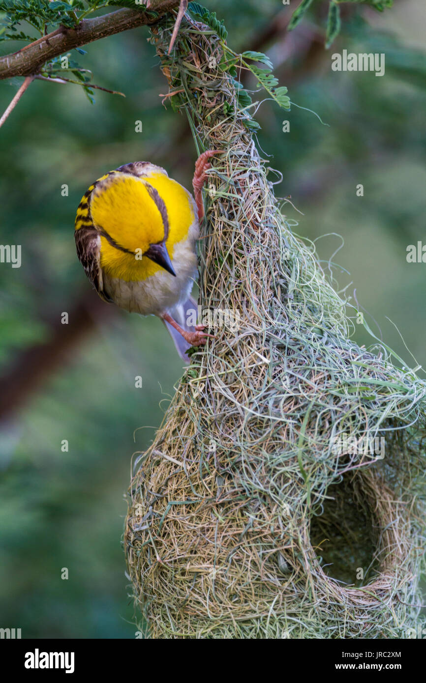 baya weaver (Ploceus philippinus) weaving its nest Stock Photo - Alamy