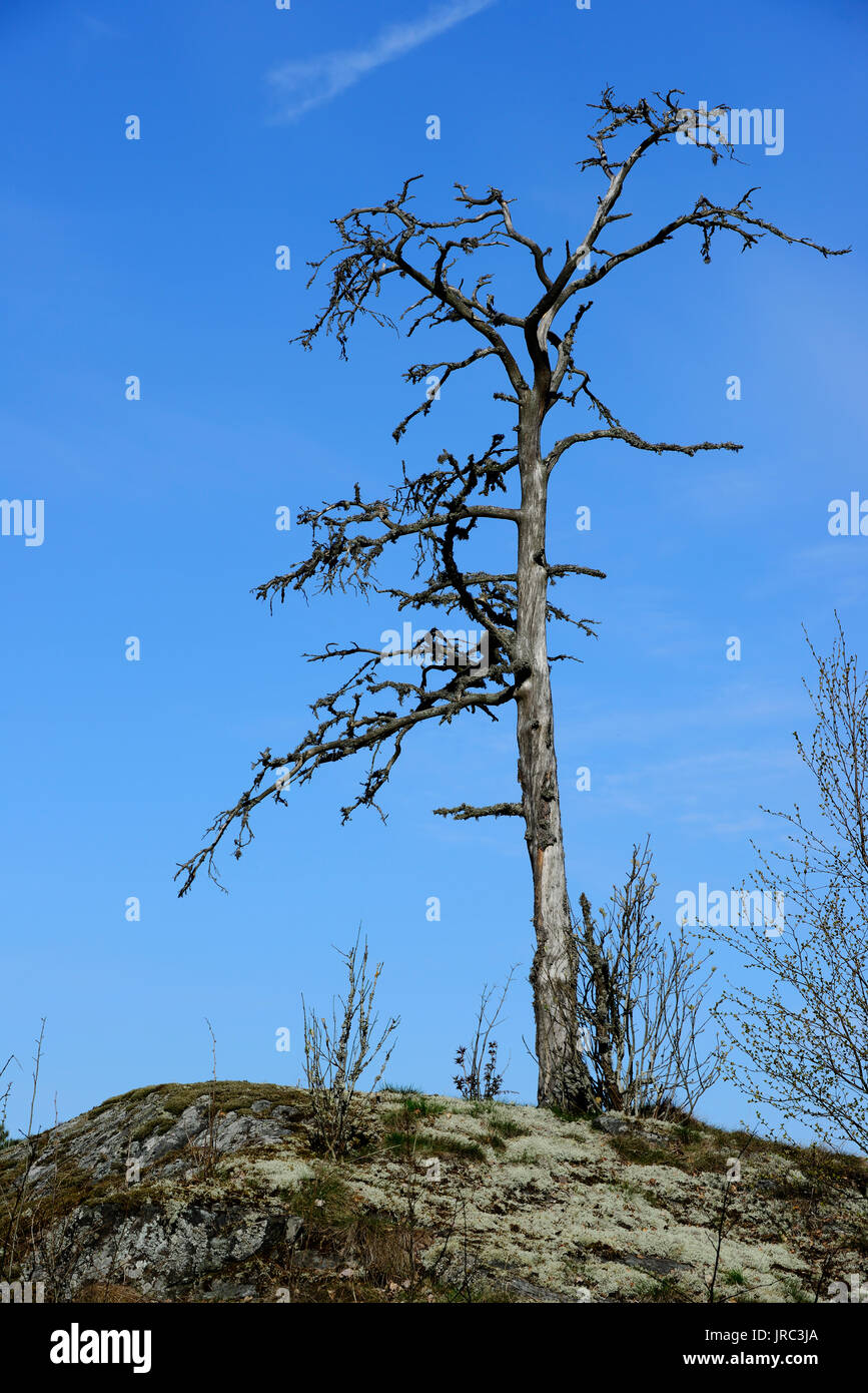 Dead tree on rock hi-res stock photography and images - Alamy