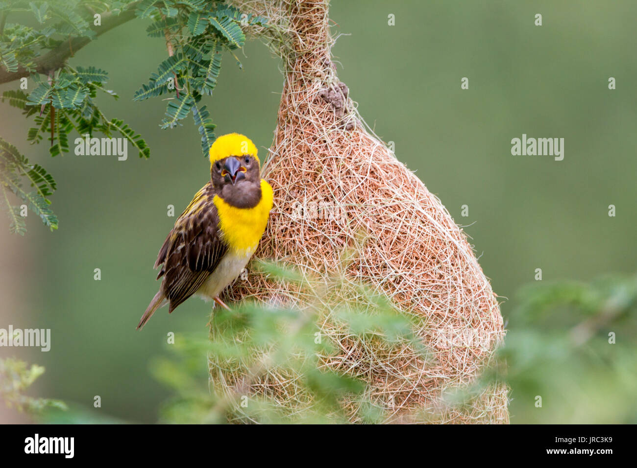 baya weaver (Ploceus philippinus) weaving its nest Stock Photo - Alamy
