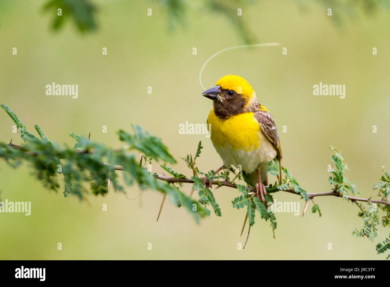 baya weaver (Ploceus philippinus) weaving its nest Stock Photo - Alamy