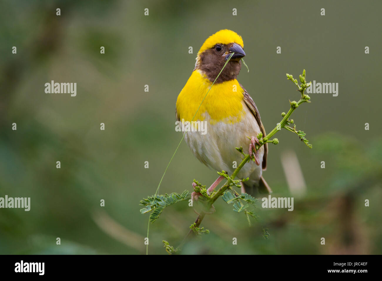 baya weaver (Ploceus philippinus) weaving its nest Stock Photo - Alamy