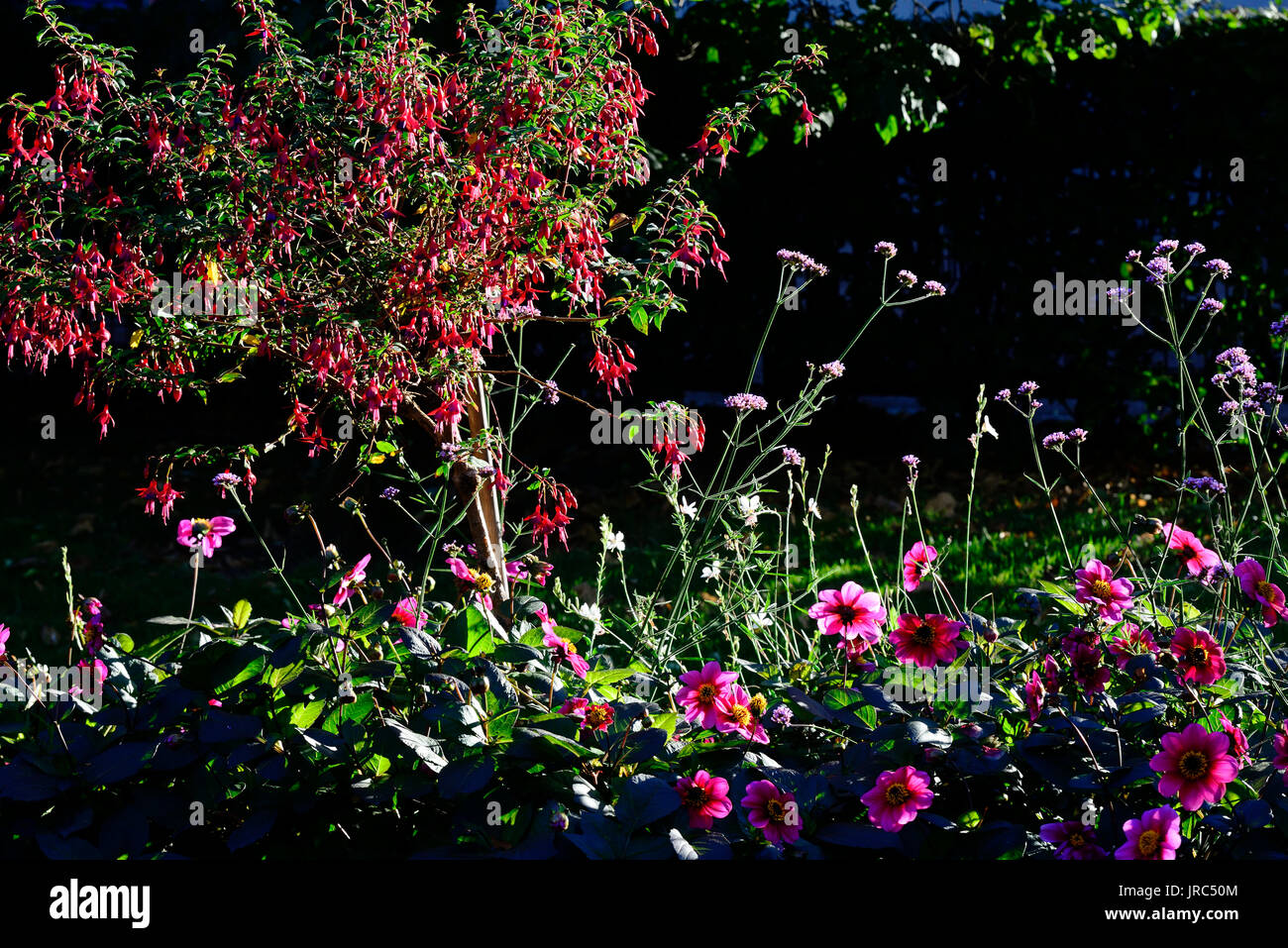 beautiful flowers and bushes in the garden Stock Photo - Alamy