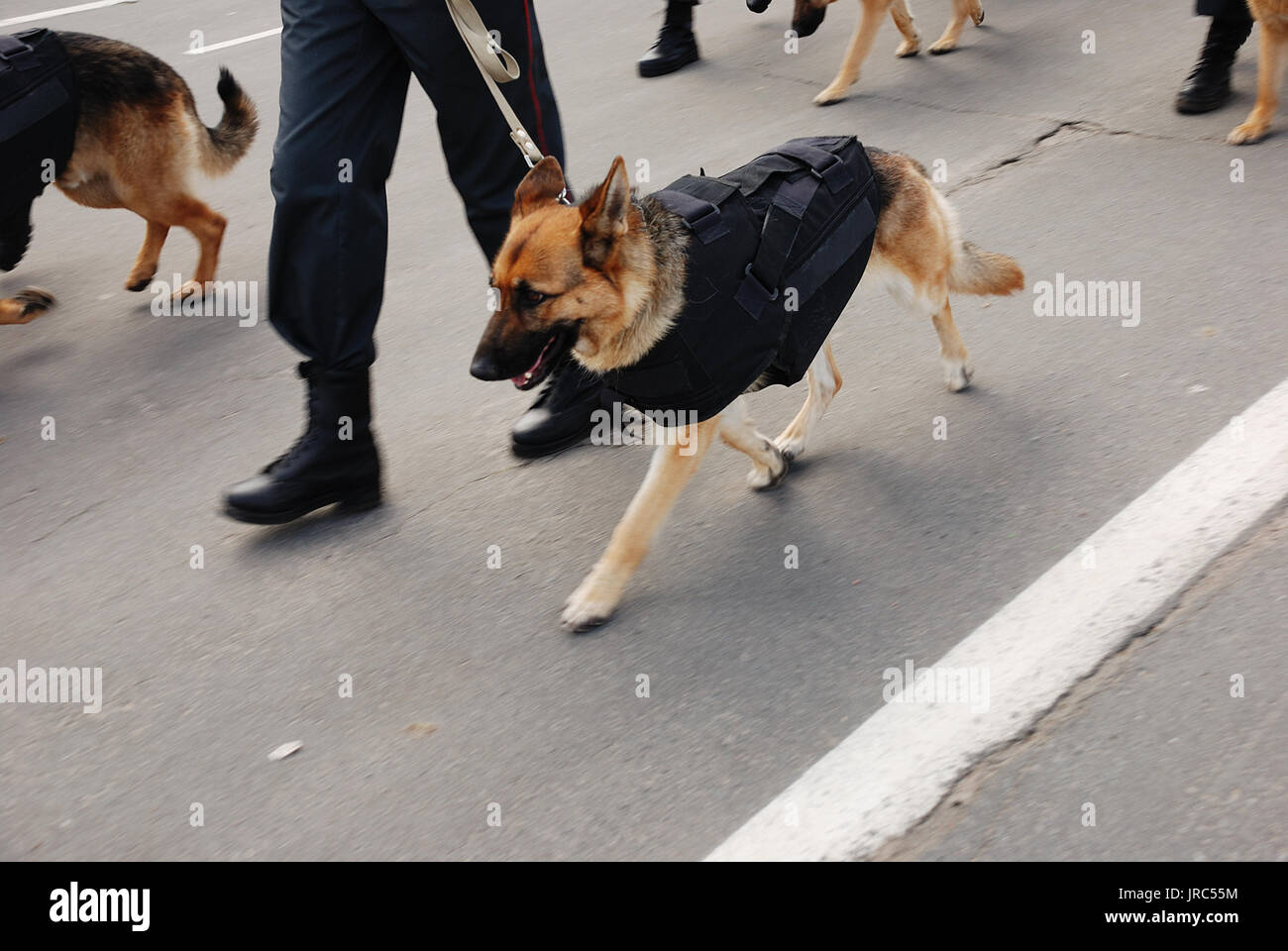 police with dogs walking on the street Stock Photo - Alamy