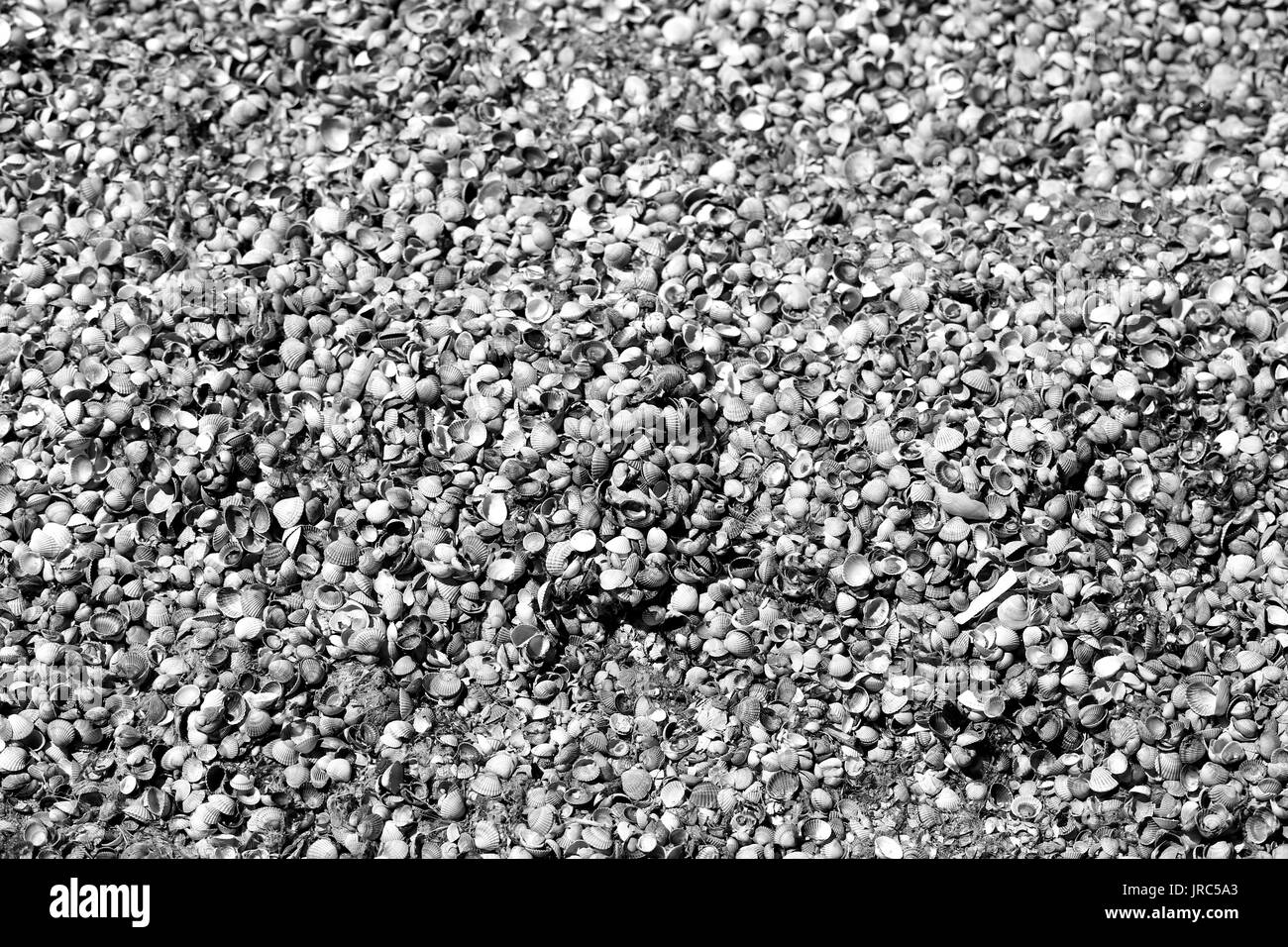 Point no point beach Black and White Stock Photos & Images - Alamy