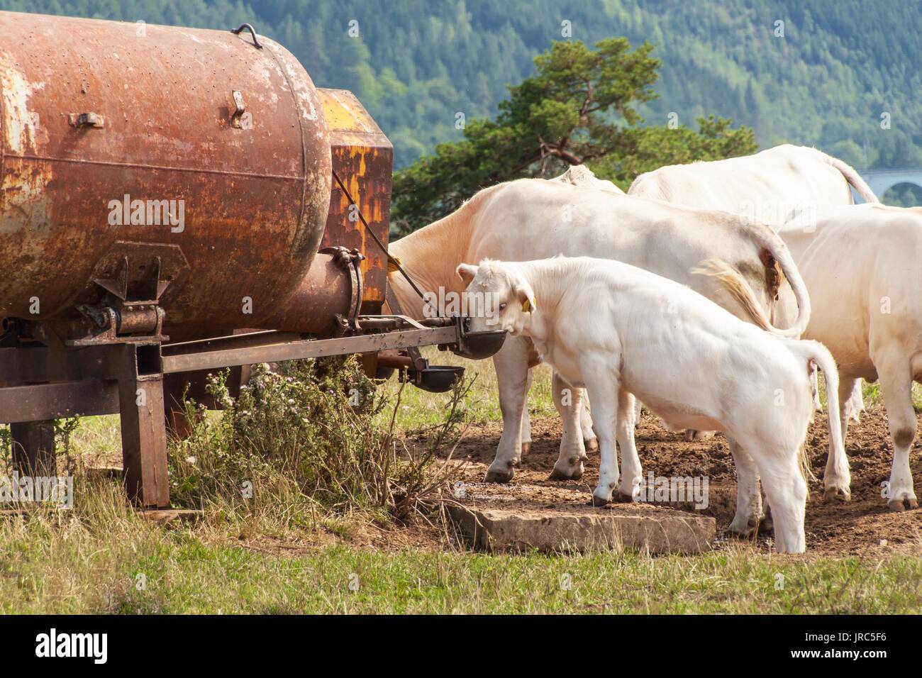 Cattle drinking water drought hi-res stock photography and images - Alamy