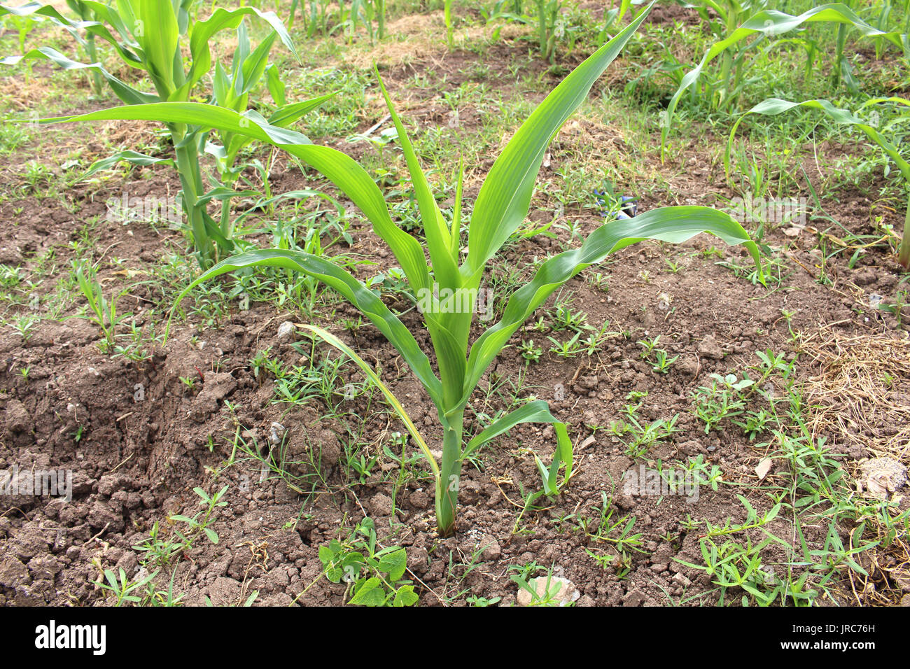 Growing maize corn seedling sprouts hi-res stock photography and images ...