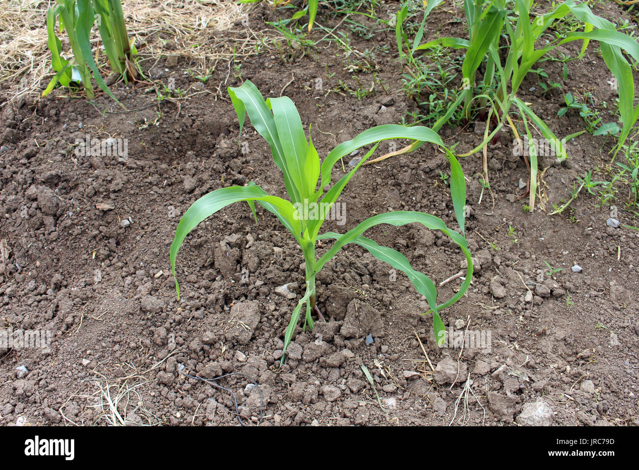 Growing maize corn seedling sprouts hi-res stock photography and images ...