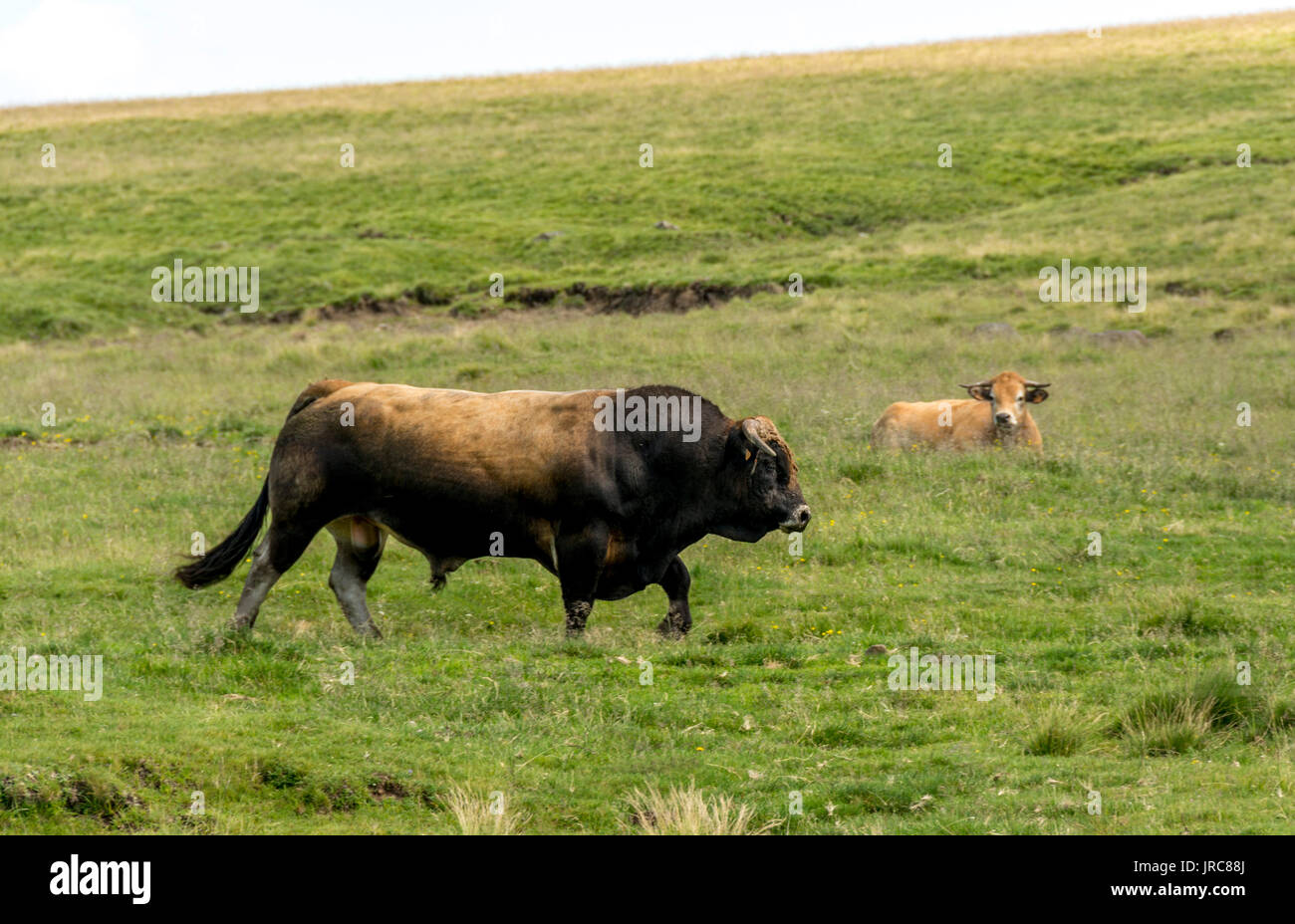 Bull race Aubrac in Sancy massif , Auvergne Volcanoes Natural Park, Puy ...