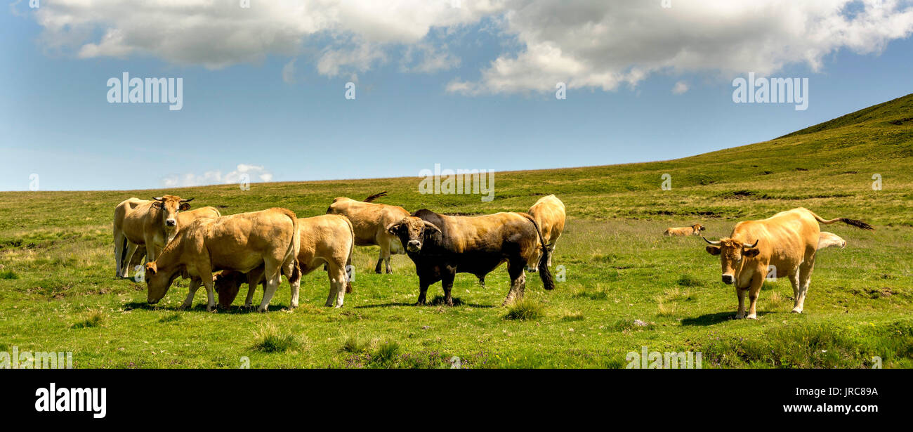 Cows race Aubrac in Sancy massif , Auvergne Volcanoes Natural Park, Puy ...