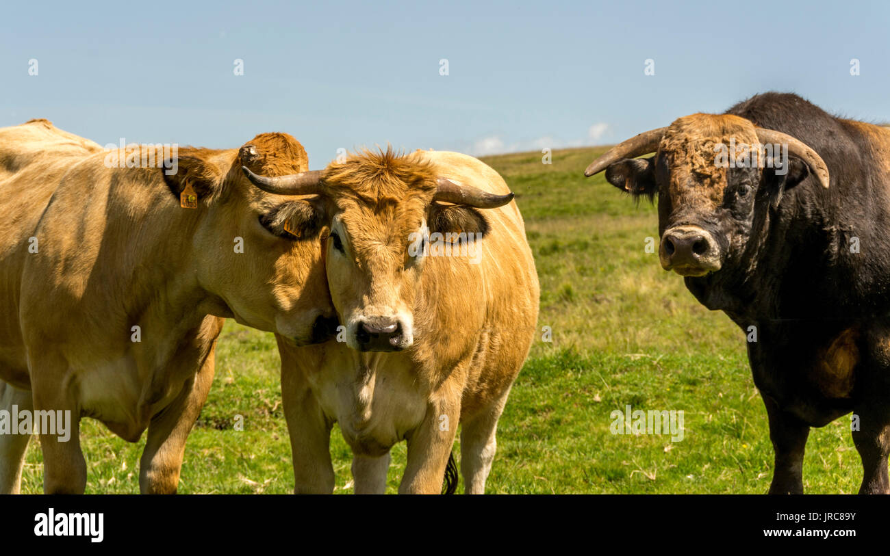 Cows race Aubrac in Sancy massif , Auvergne Volcanoes Natural Park, Puy ...