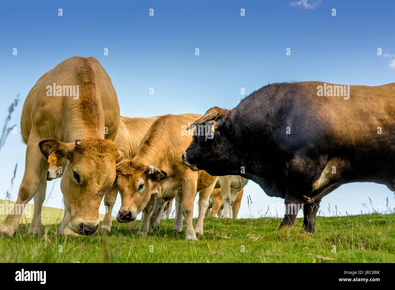 Cows race Aubrac in Sancy massif , Auvergne Volcanoes Natural Park, Puy ...