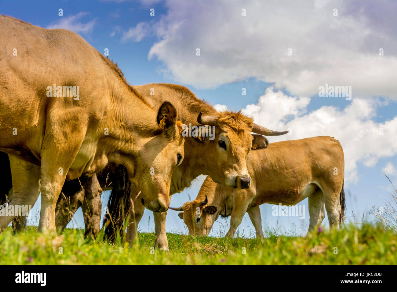 Regional natural park of aubrac hi-res stock photography and images - Alamy