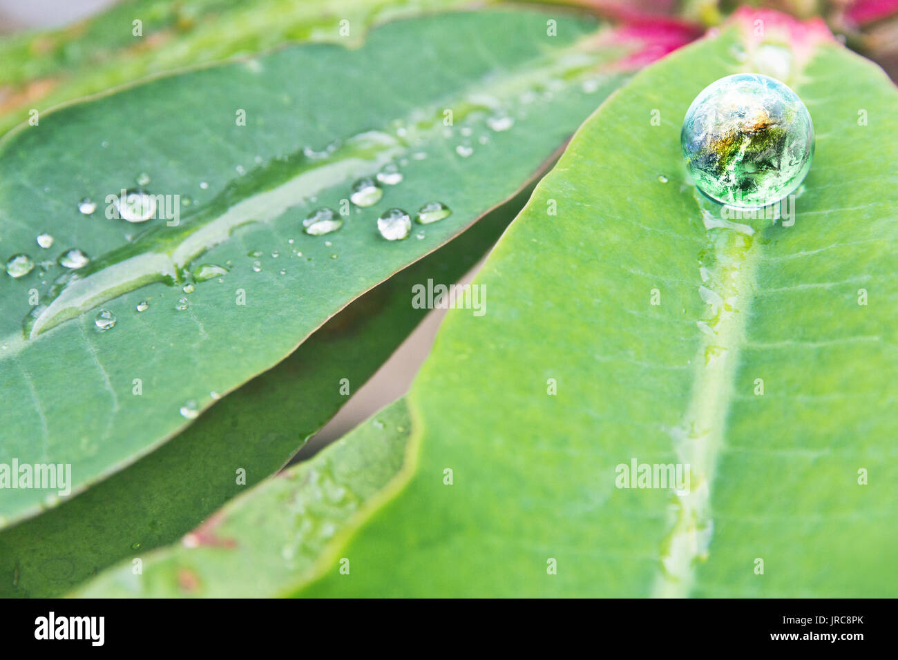 abstract image of small world in nature, Environment Conservative ...