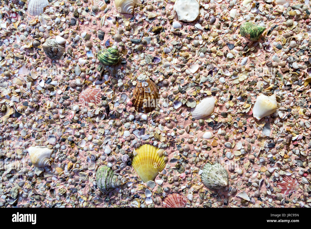 Sea shells on the plaster wall as a background Stock Photo - Alamy