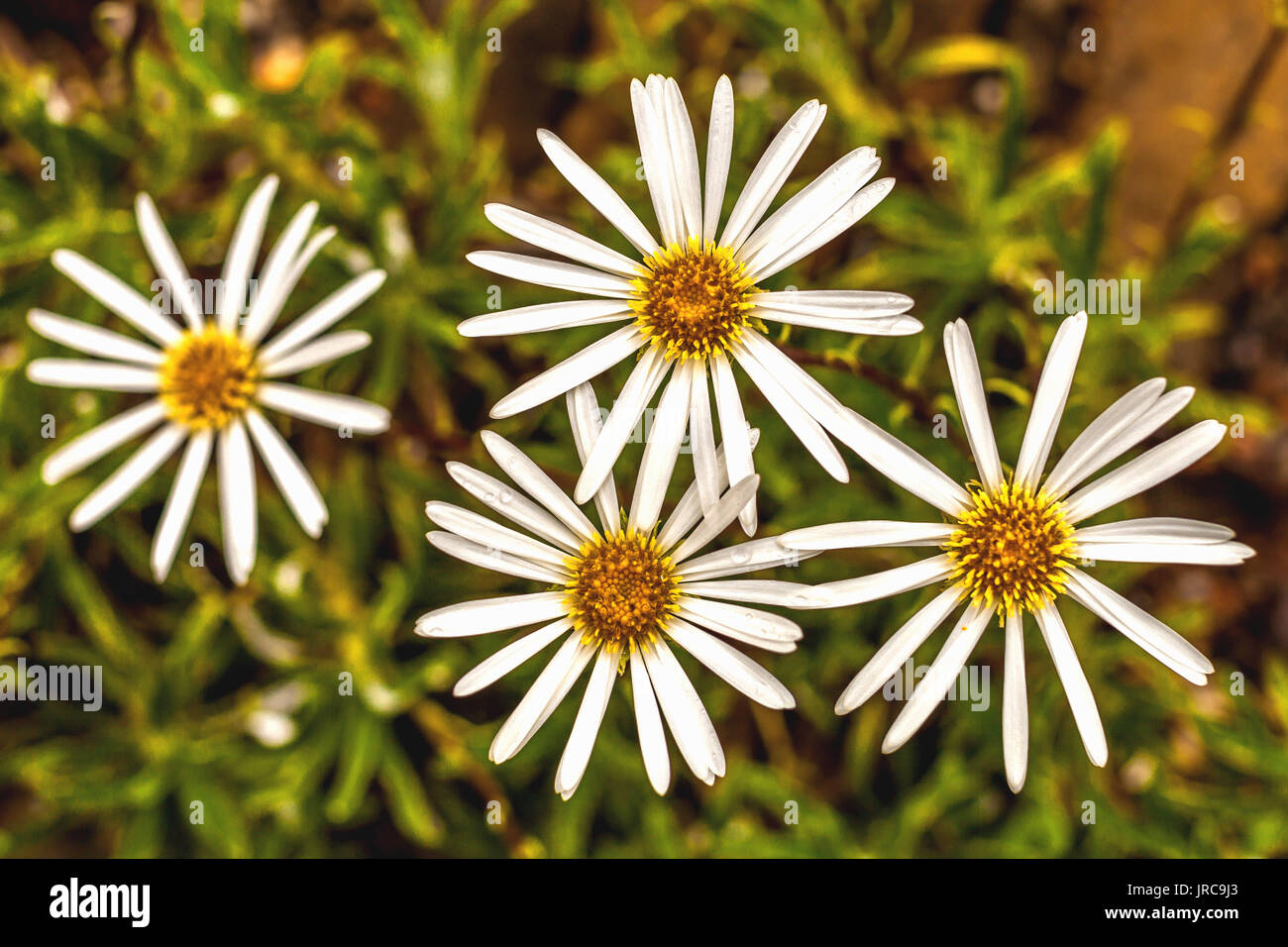 White flowers on a green background Stock Photo - Alamy