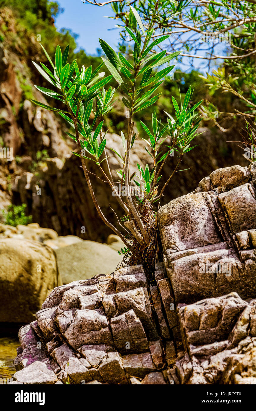 Bush on a background of scales Stock Photo - Alamy
