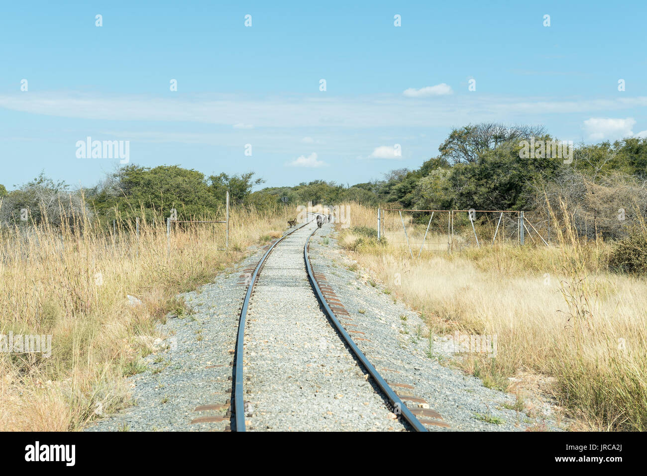 Chacma baboons on the railroad tracks between Kombat and Grootfontein ...