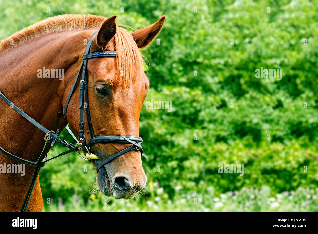 Trakehner crossbreed hi-res stock photography and images - Alamy