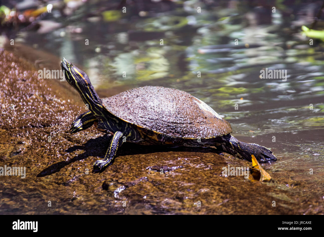 Yellow bellied slider turtle hi-res stock photography and images - Alamy