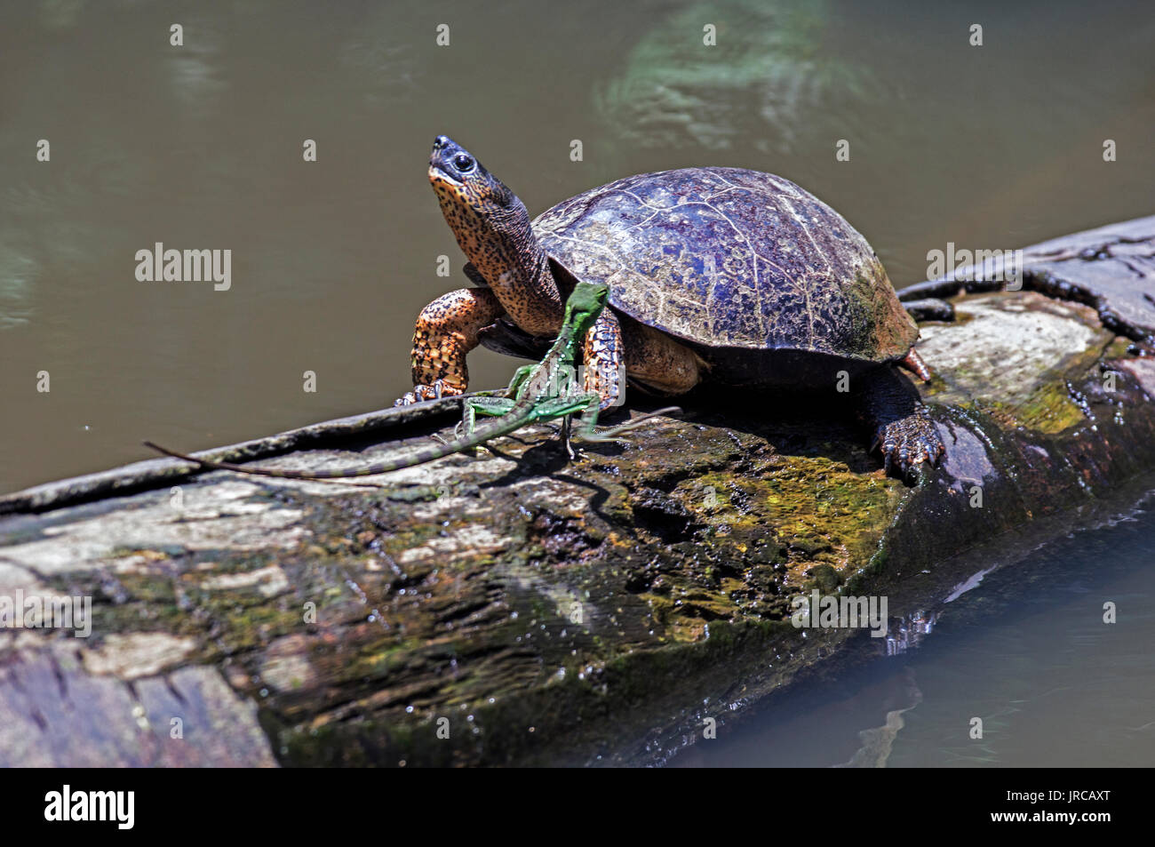 Basilisk lizard water running hi-res stock photography and images - Alamy