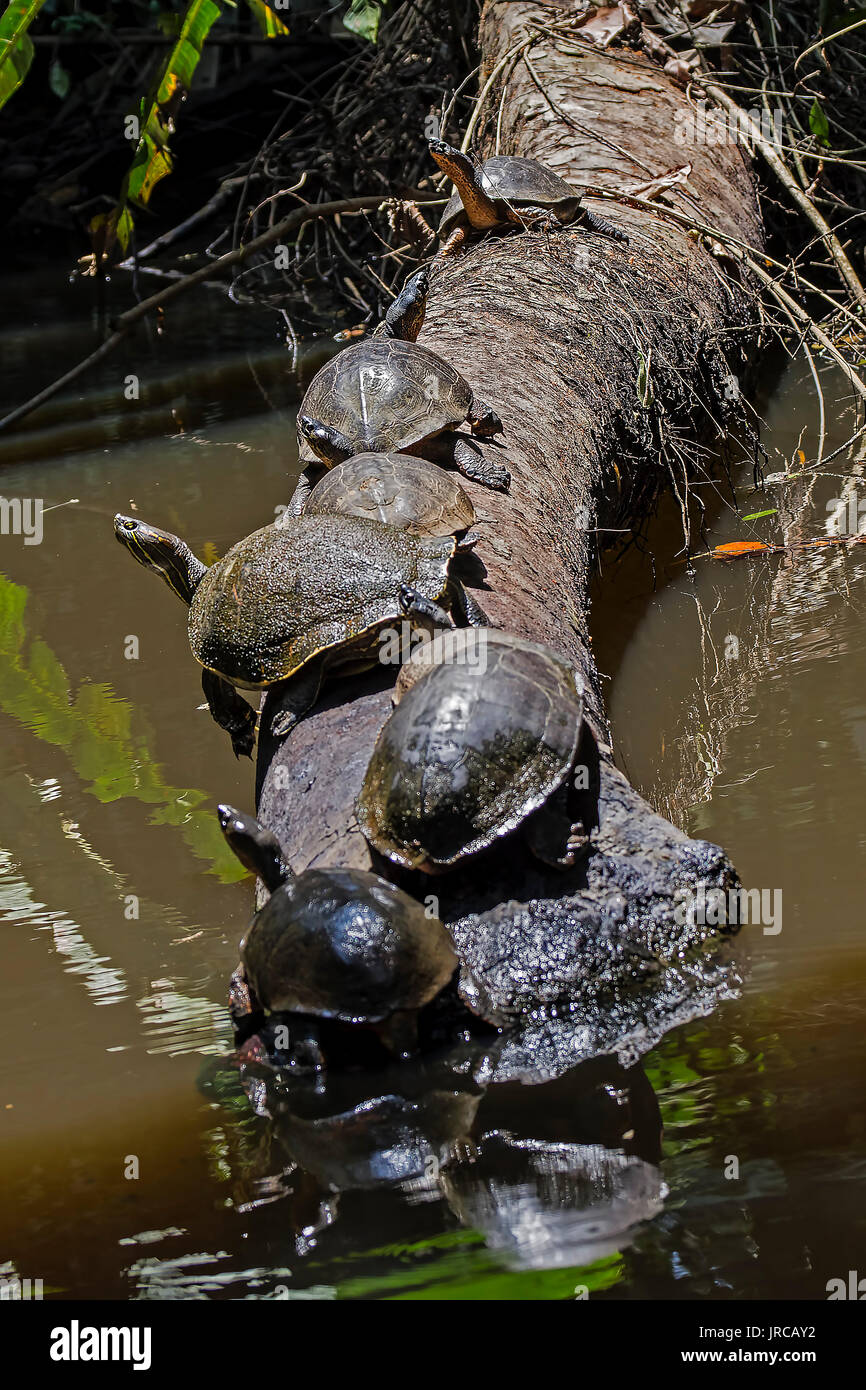 Turtles at Tortuguero National Park Stock Photo - Alamy