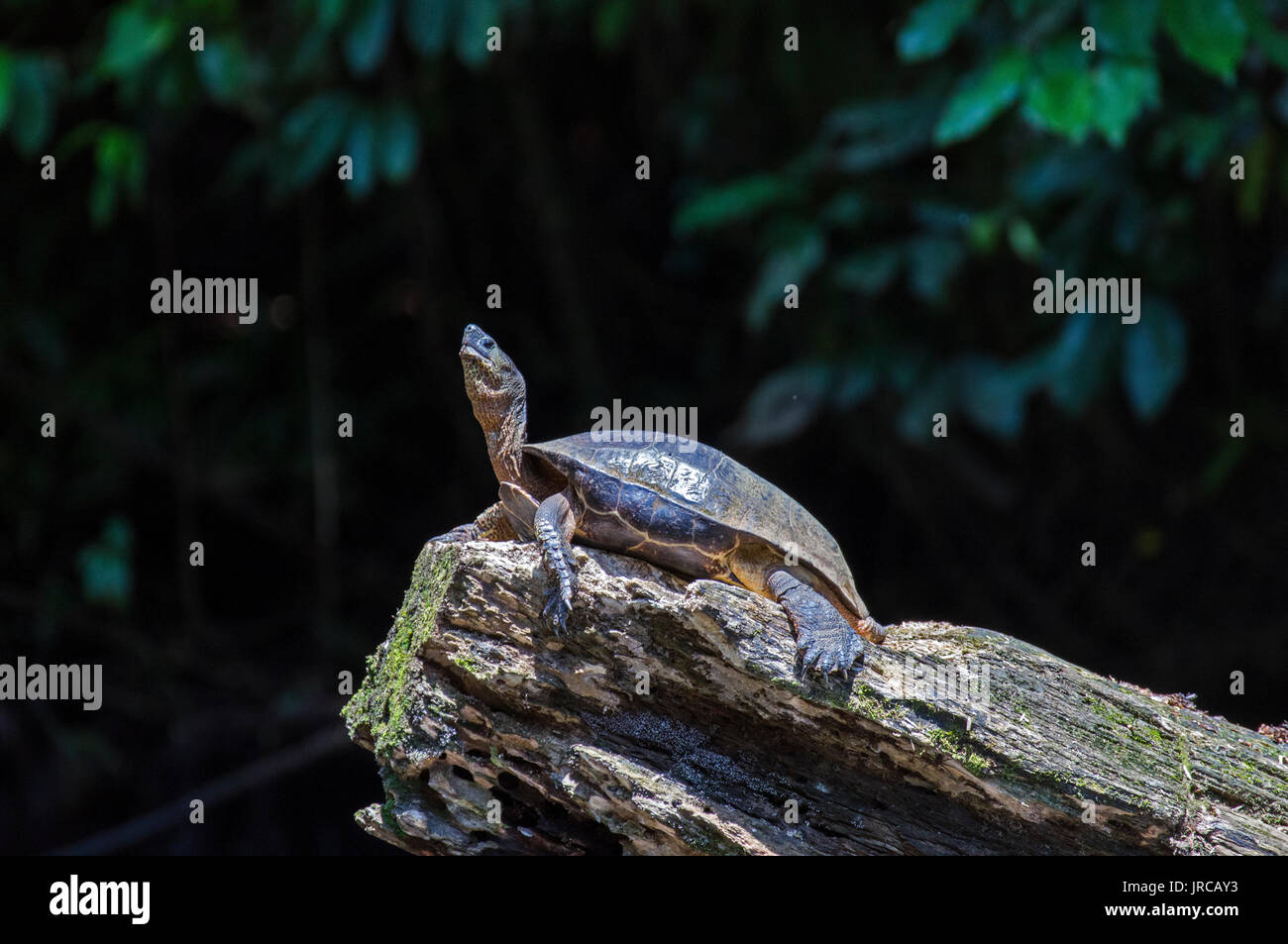 River Turtle sunbathing at Tortuguero - Costa Rica Stock Photo - Alamy