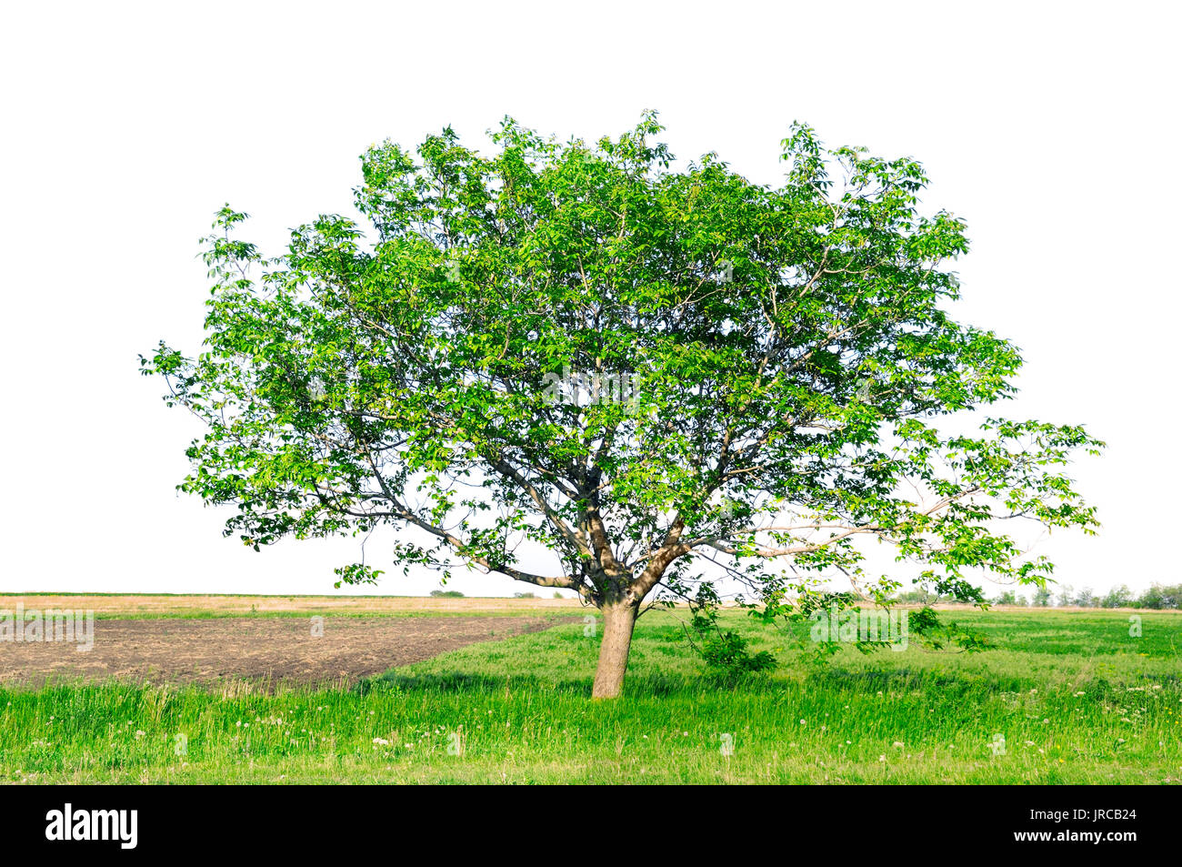 European walnut (Juglans regia) isolated on a white background Stock ...