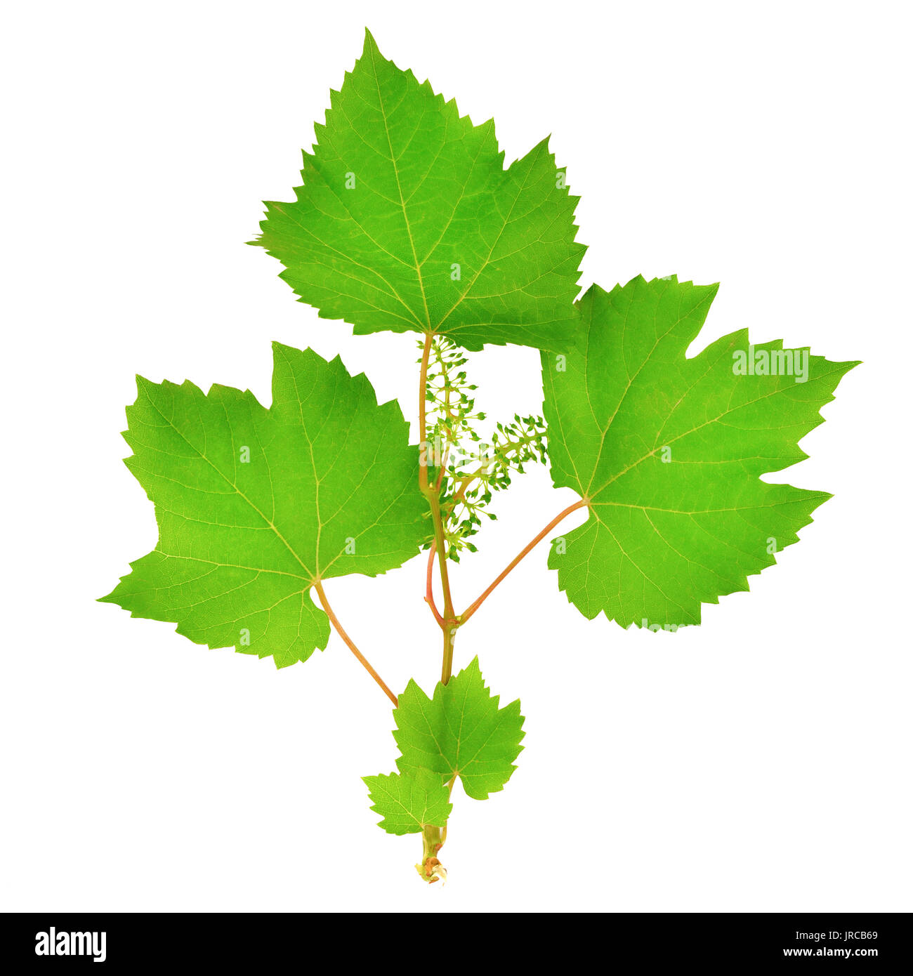 Vine Leaves Border Isolated High Resolution Stock Photography and ...