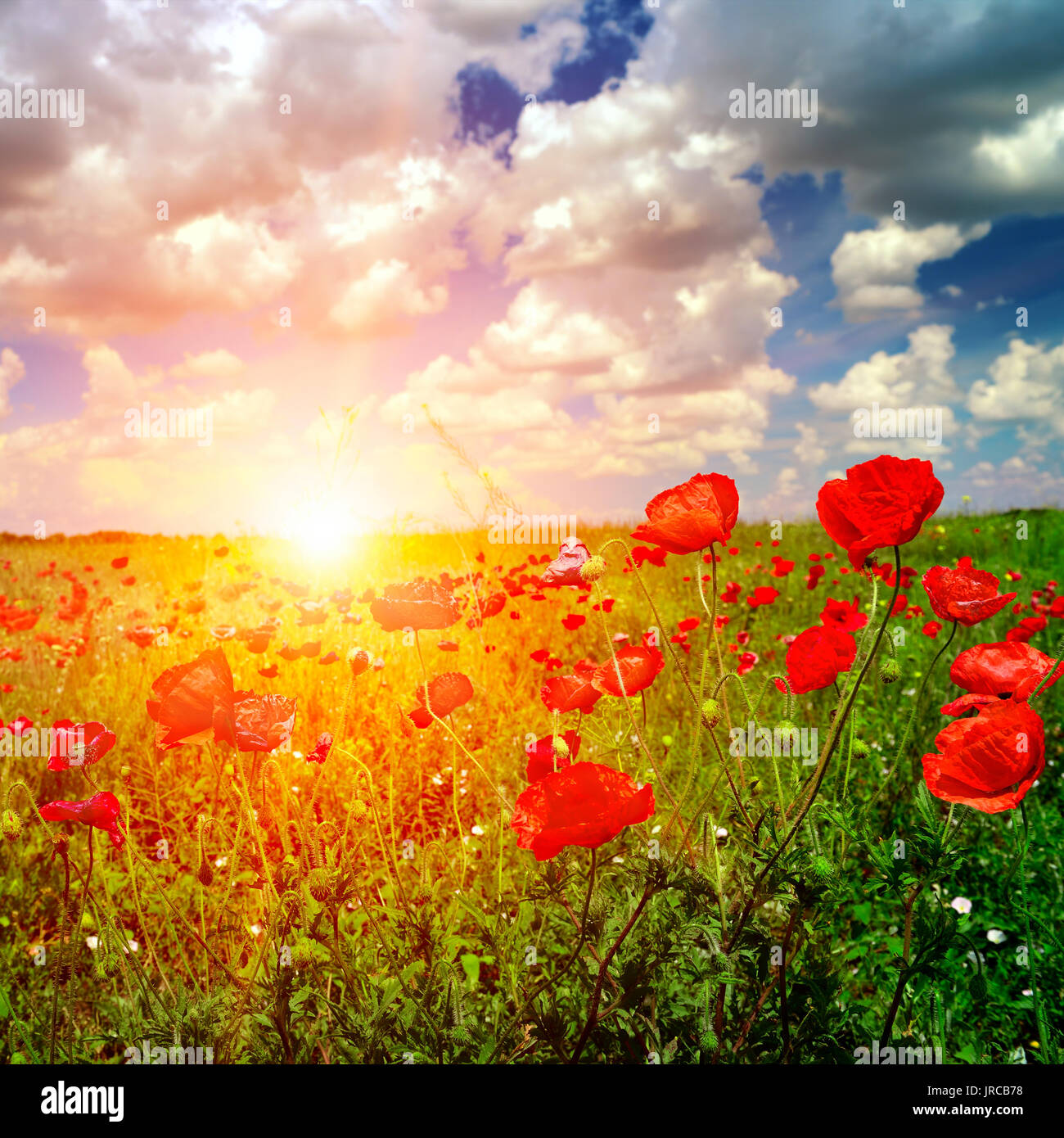 Yellow poppy flower fields hi-res stock photography and images - Alamy