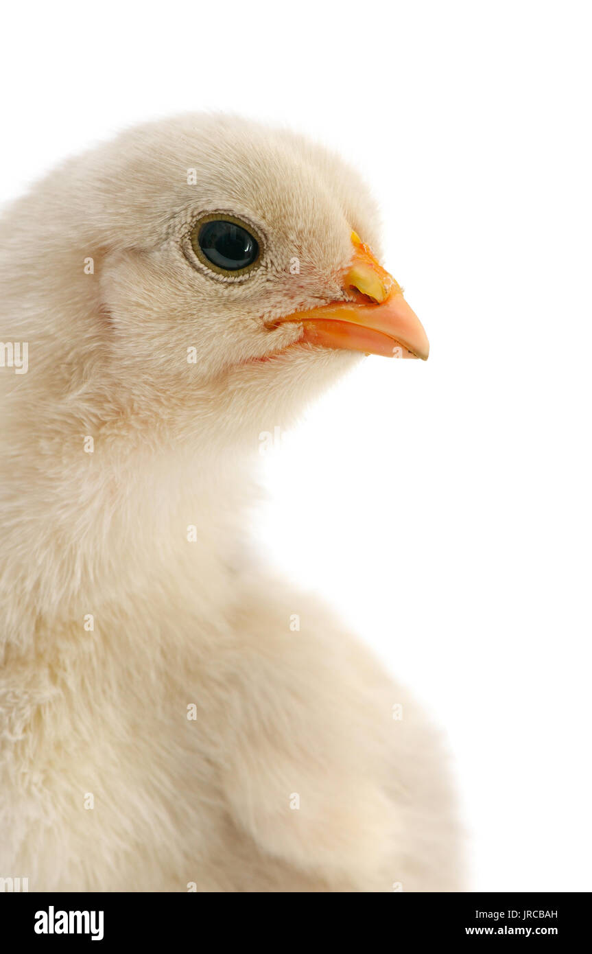 beautiful chicken isolated on white Stock Photo - Alamy