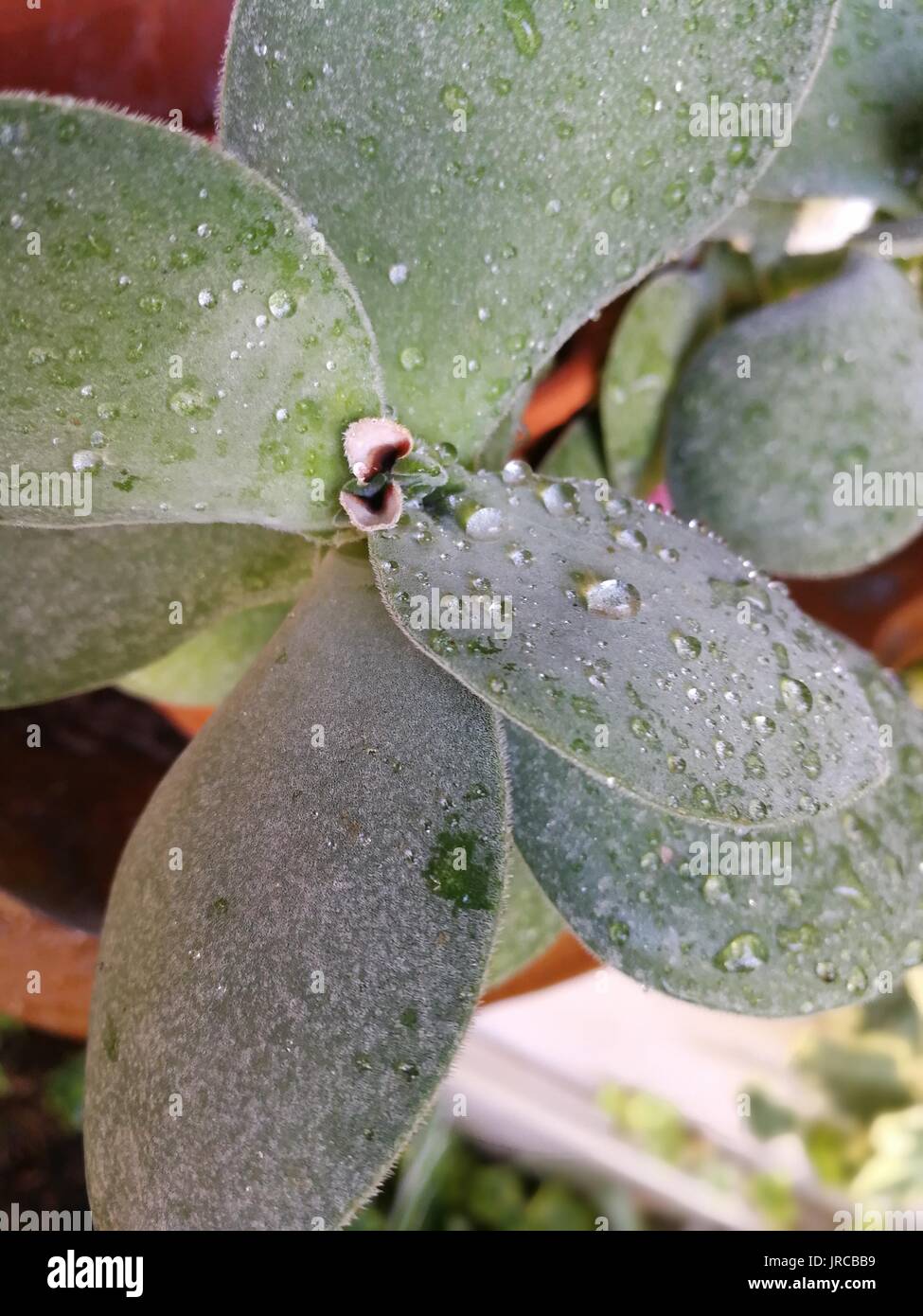 succulent with impossible flowers Stock Photo - Alamy