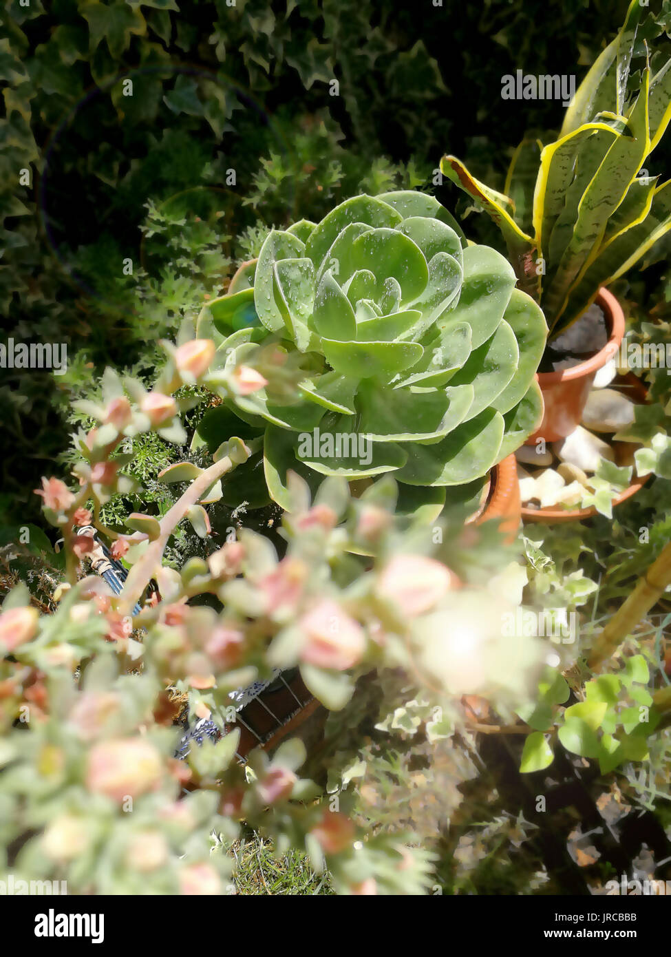 Teeth succulents hi-res stock photography and images - Alamy
