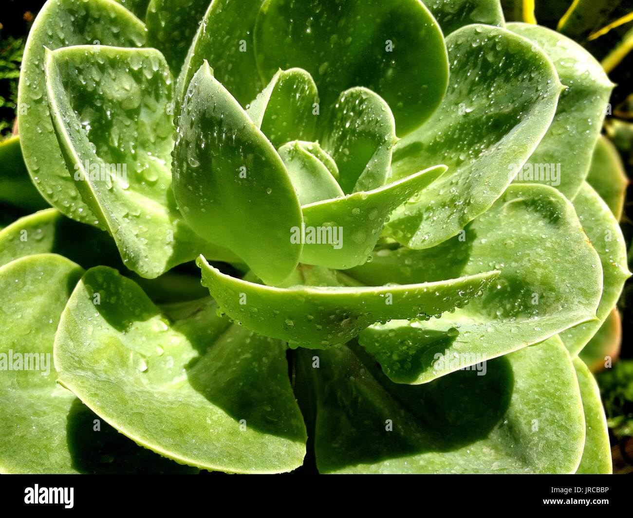 Teeth succulents hi-res stock photography and images - Alamy