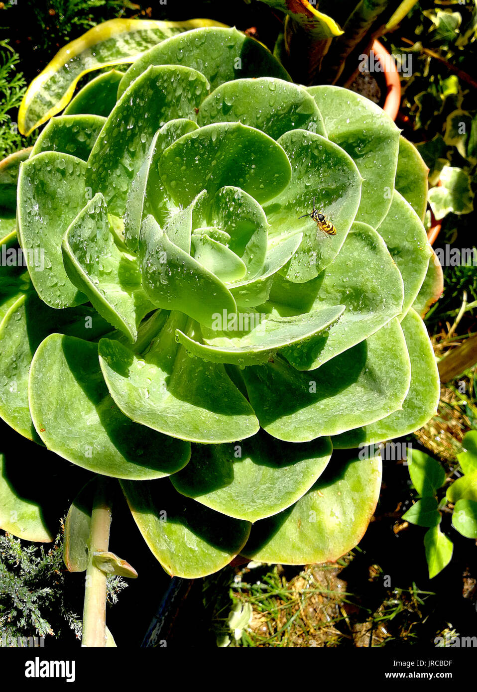 Teeth succulents hi-res stock photography and images - Alamy