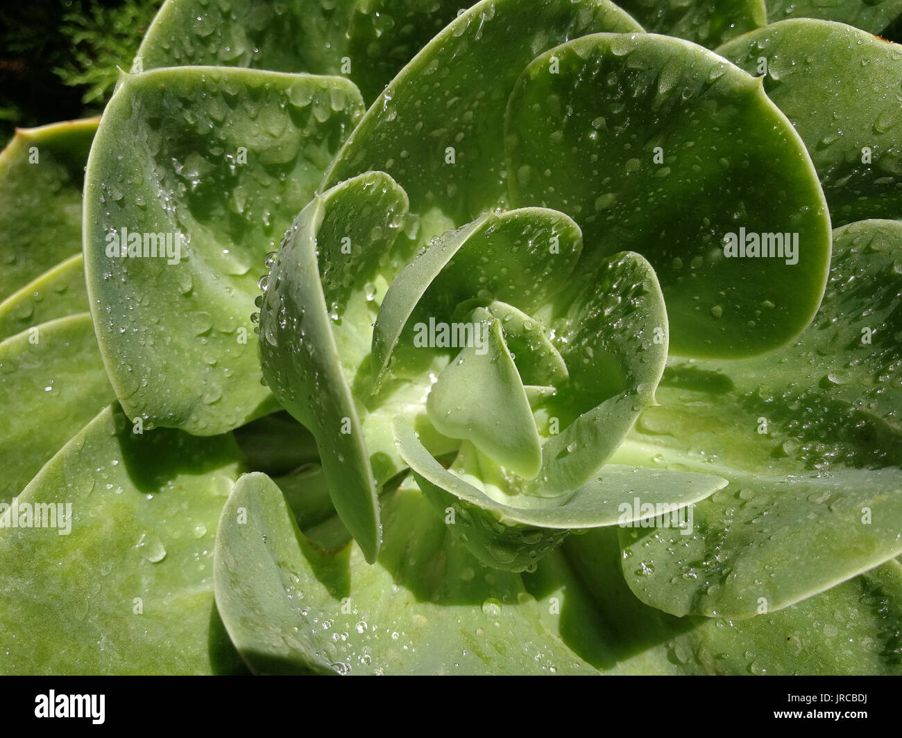 Teeth succulents hi-res stock photography and images - Alamy