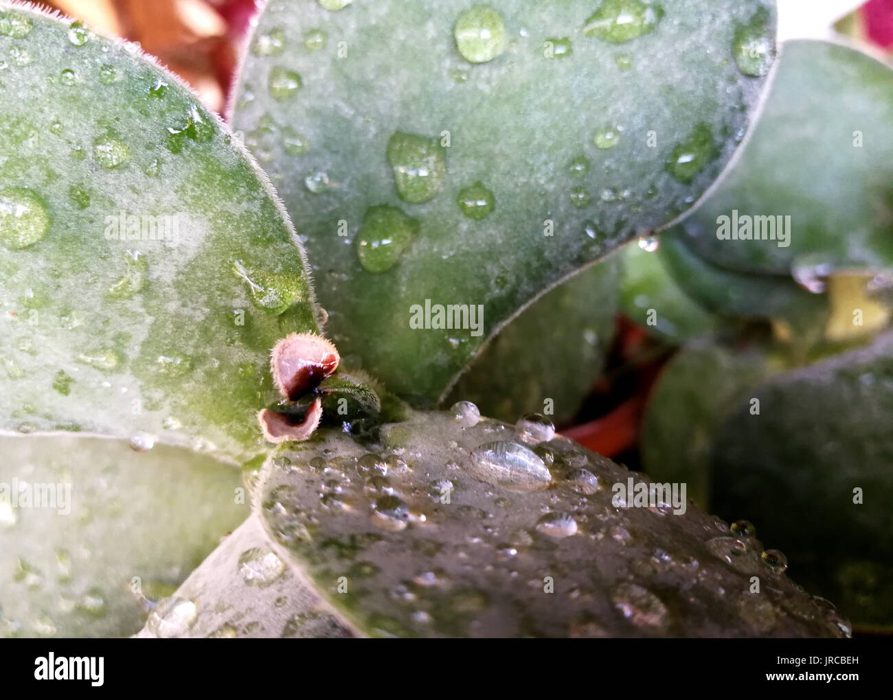succulent with impossible flowers Stock Photo - Alamy