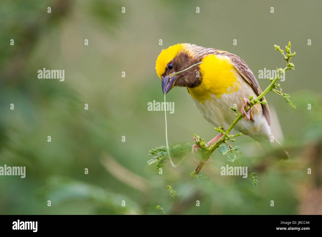 Baya weaver ploceus philippinus hi-res stock photography and images - Alamy