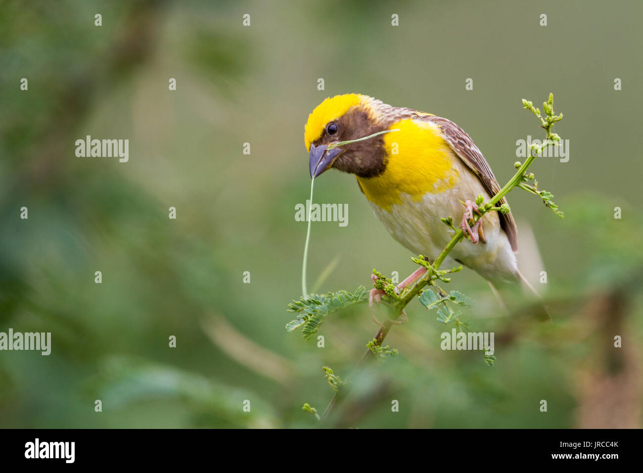 baya weaver (Ploceus philippinus) weaving its nest Stock Photo - Alamy