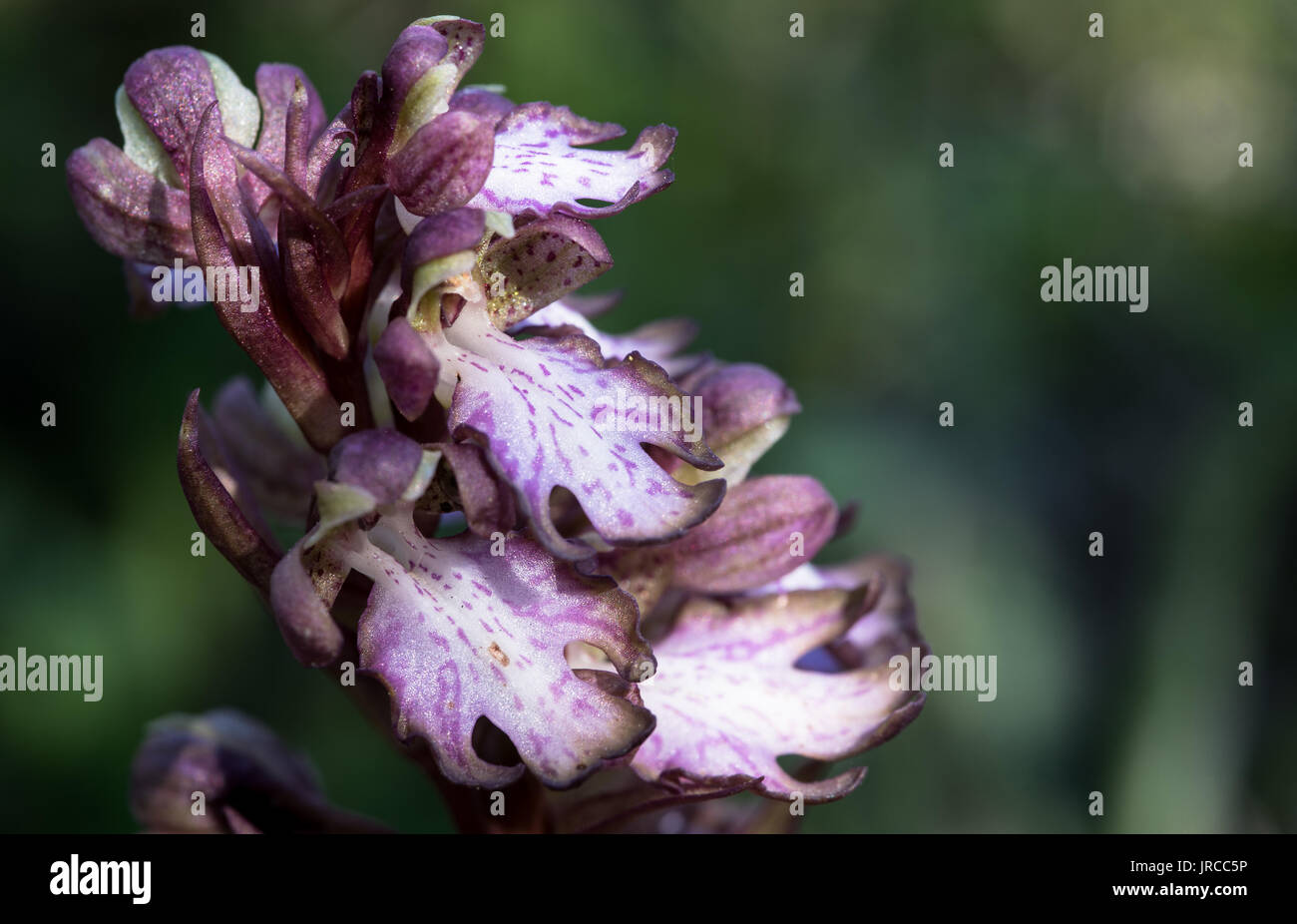 Beautiful Himantoglossum robertianum, wild orchid flower from the flora ...