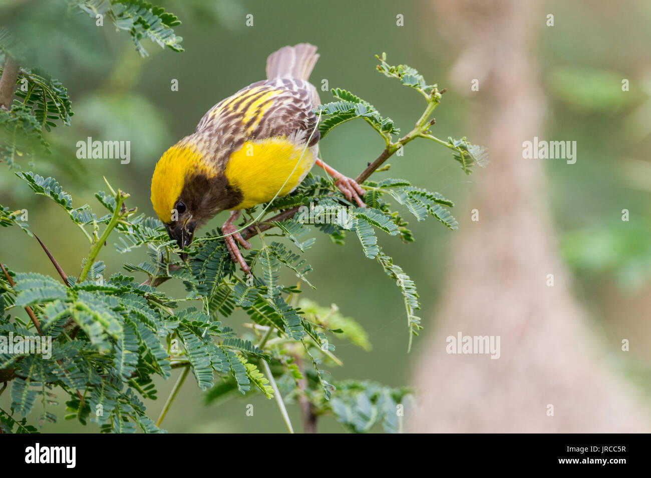 baya weaver (Ploceus philippinus) weaving its nest Stock Photo - Alamy