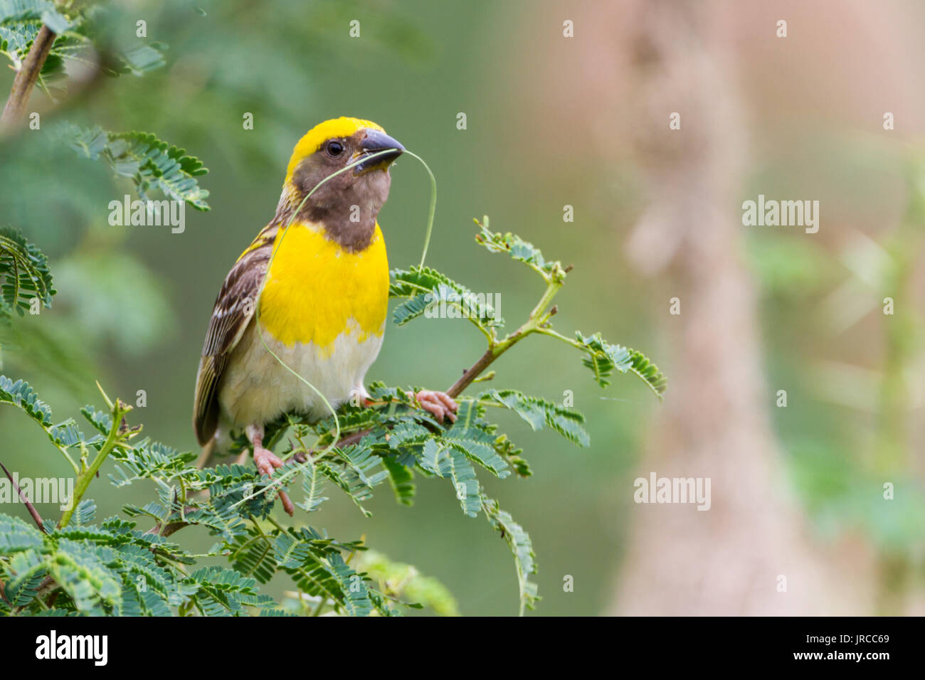 baya weaver (Ploceus philippinus) weaving its nest Stock Photo - Alamy