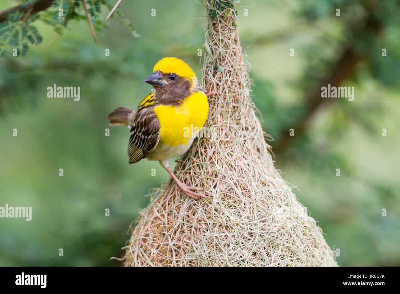 baya weaver (Ploceus philippinus) weaving its nest Stock Photo - Alamy