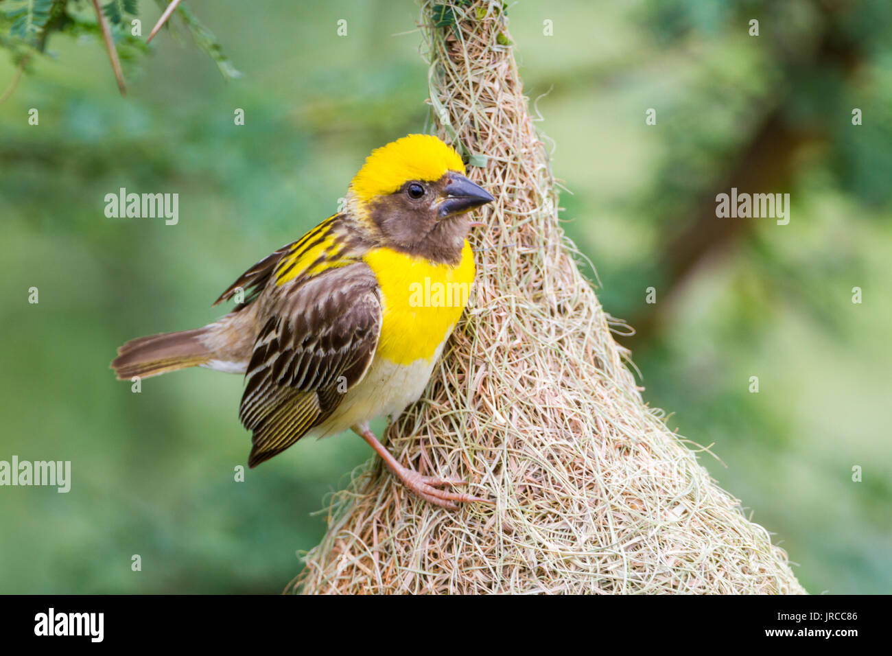 baya weaver (Ploceus philippinus) weaving its nest Stock Photo - Alamy