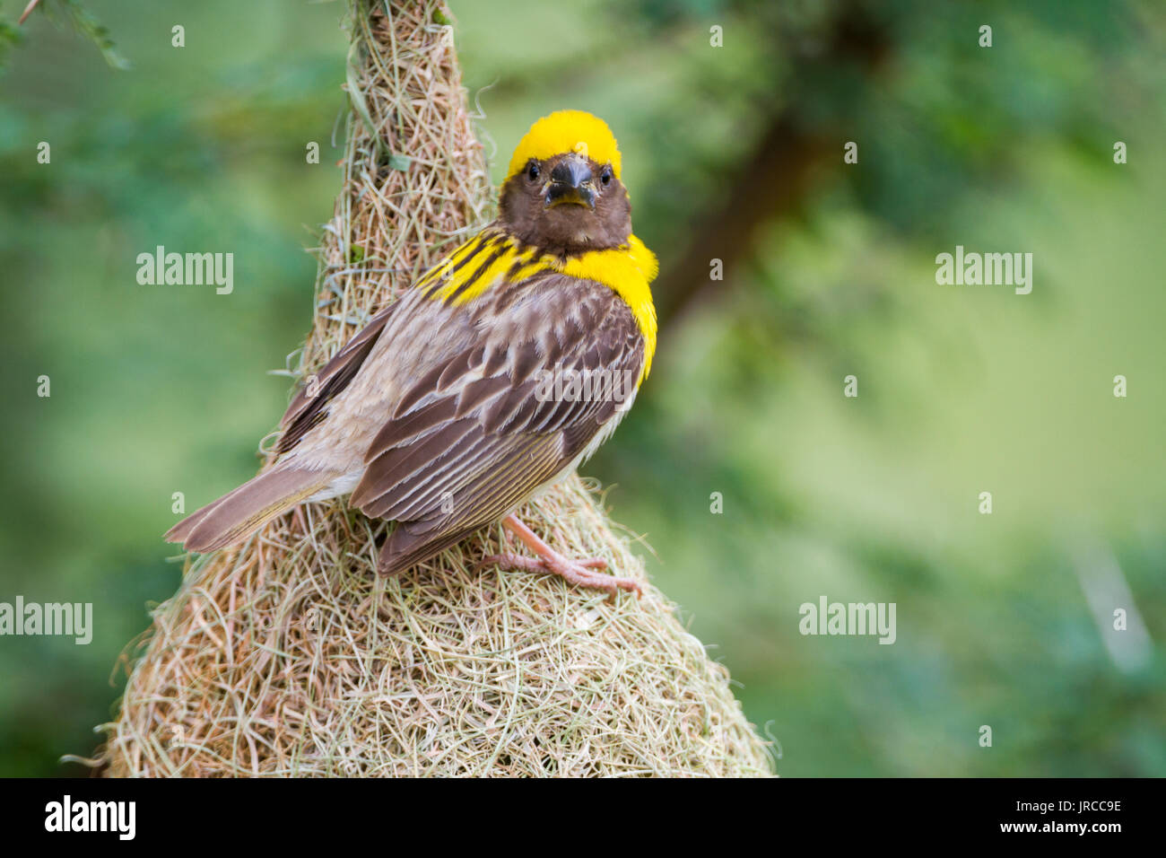 baya weaver (Ploceus philippinus) weaving its nest Stock Photo - Alamy