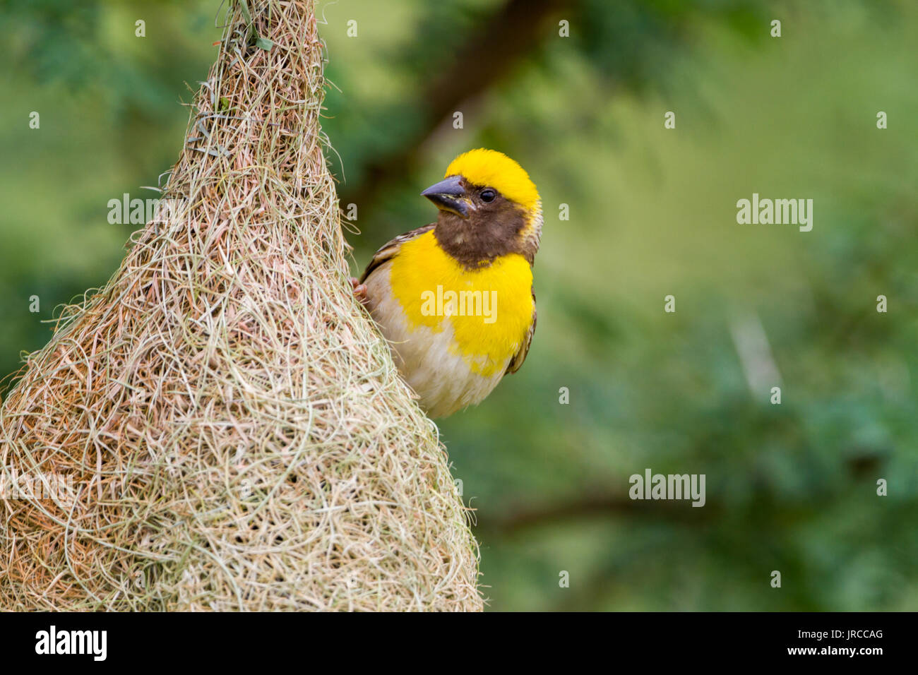 baya weaver (Ploceus philippinus) weaving its nest Stock Photo - Alamy