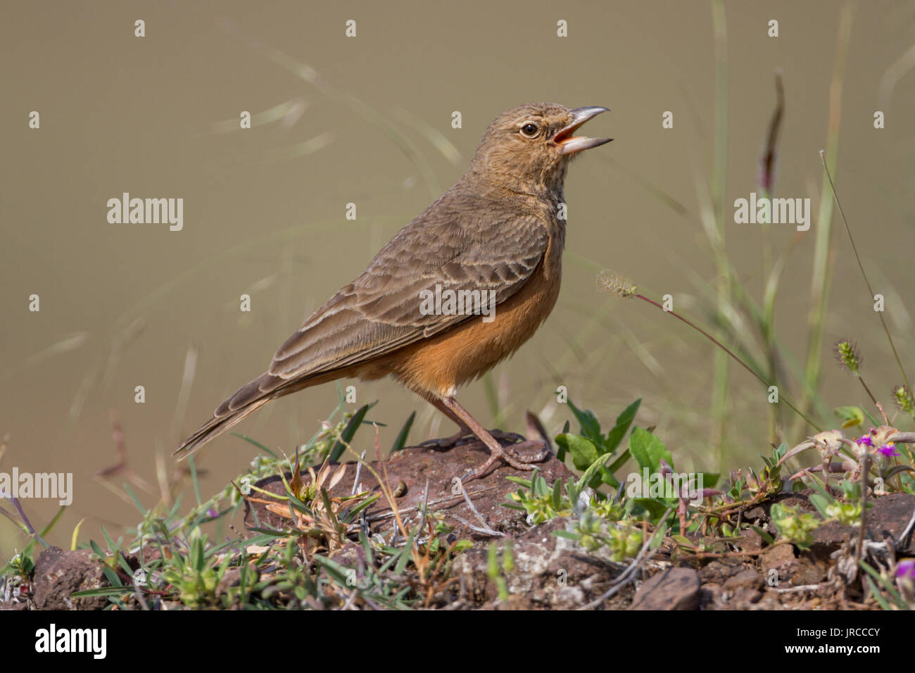 rufous-tailed lark (Ammomanes phoenicura) in grassland Stock Photo - Alamy