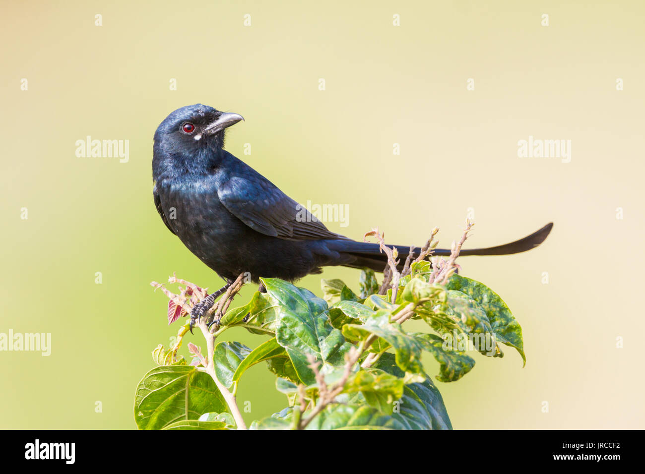 black drongo (Dicrurus macrocercus) on tree Stock Photo - Alamy