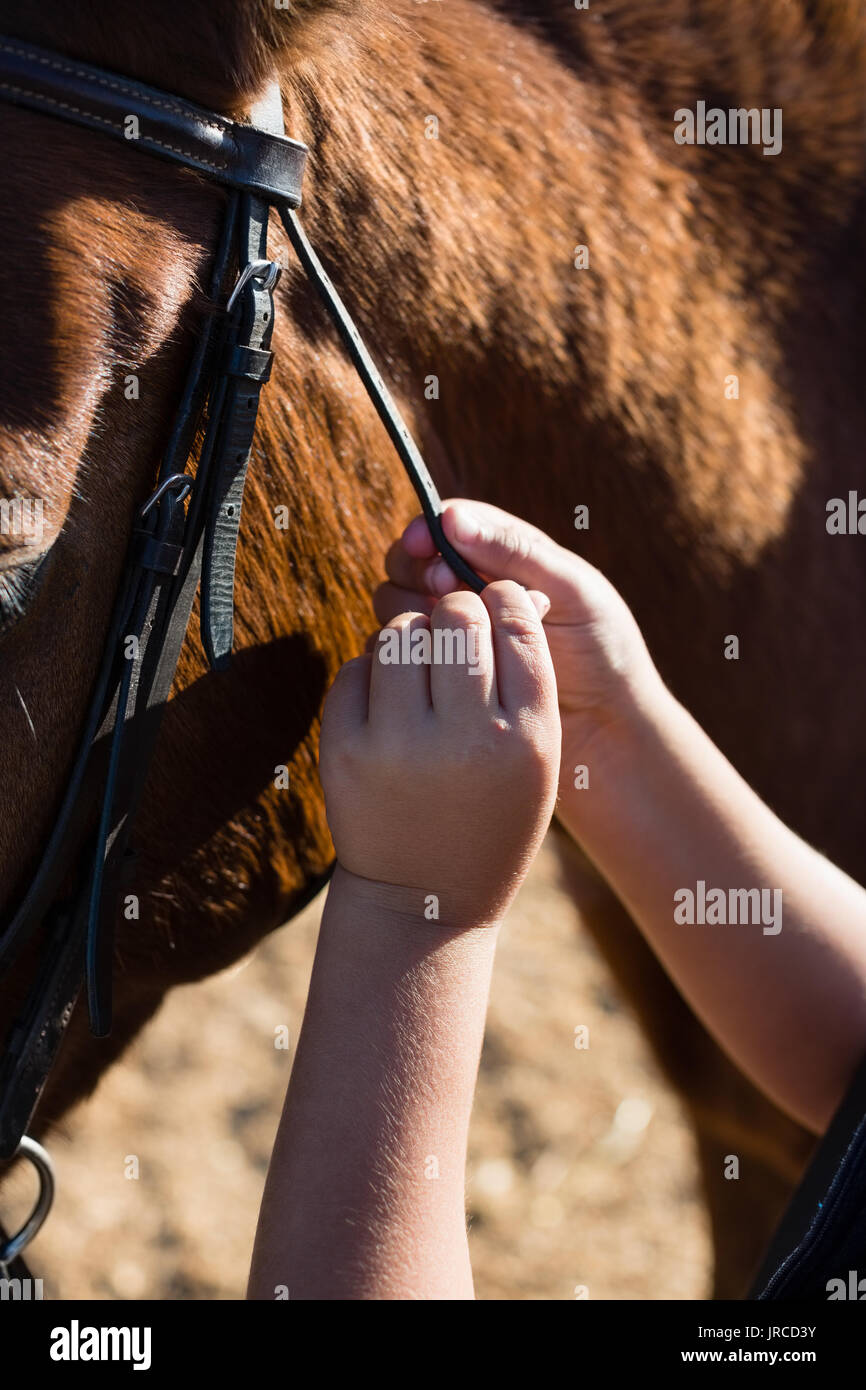 Close-up of hand caressing white horses mouth Stock Photo - Alamy